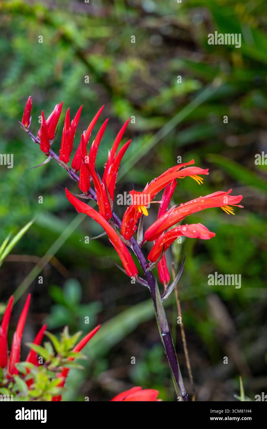 Pitcairnia pungens inflorescence in bloom in Cotacachi Cayapas National ...