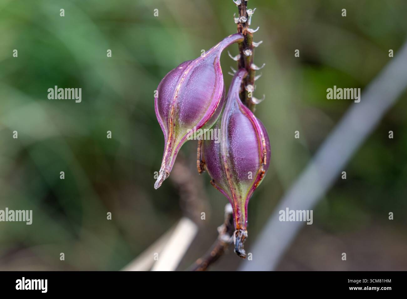 Seed pods of Jamieson's Epidendrum, Epidendrum jamiesonis, in Cotacachi ...