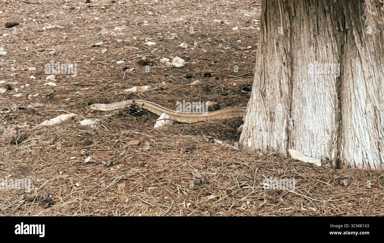 Snake lies in the sun and lurking for prey Stock Photo - Alamy