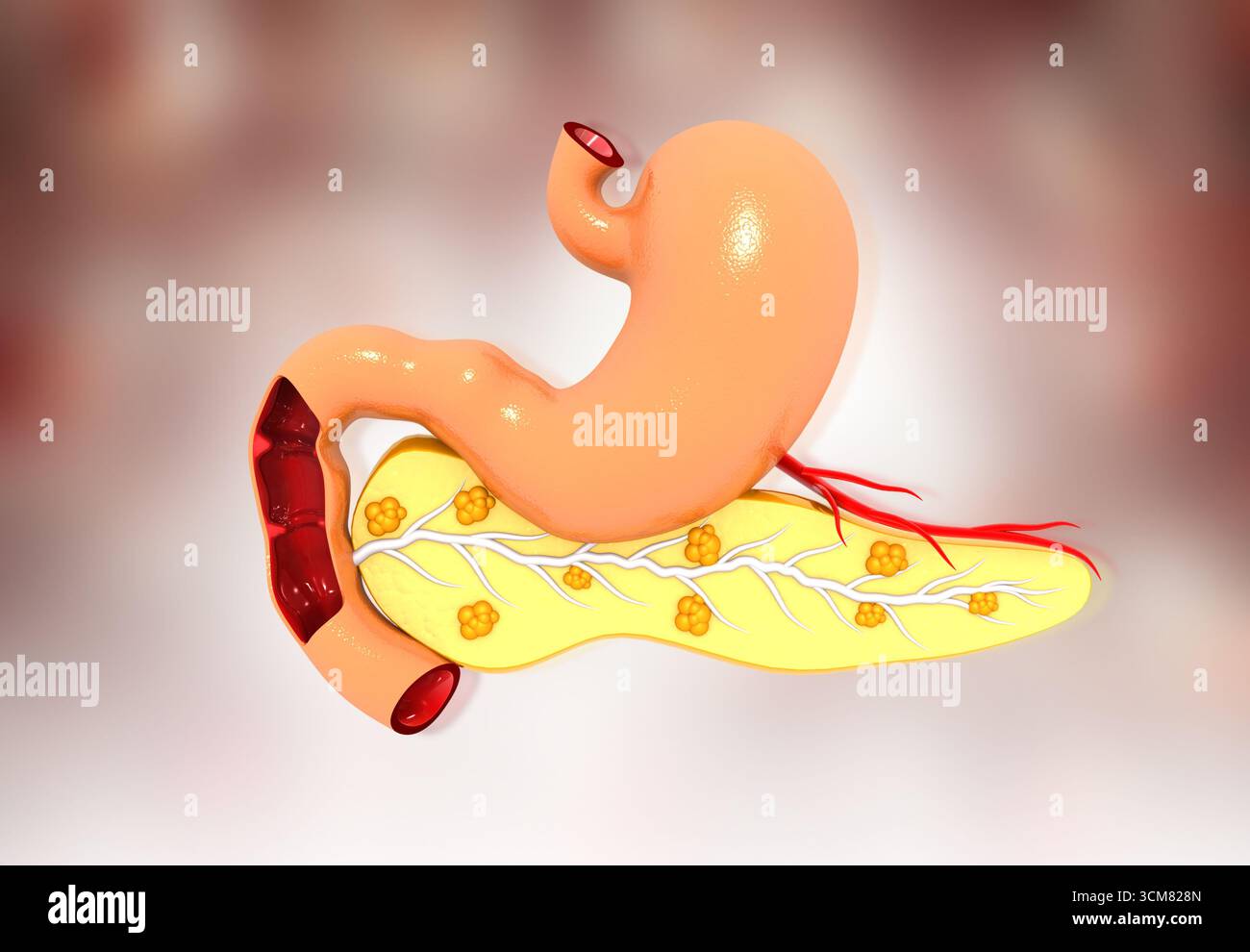 Stomach and pancreas anatomy on medical background. 3d illustration ...