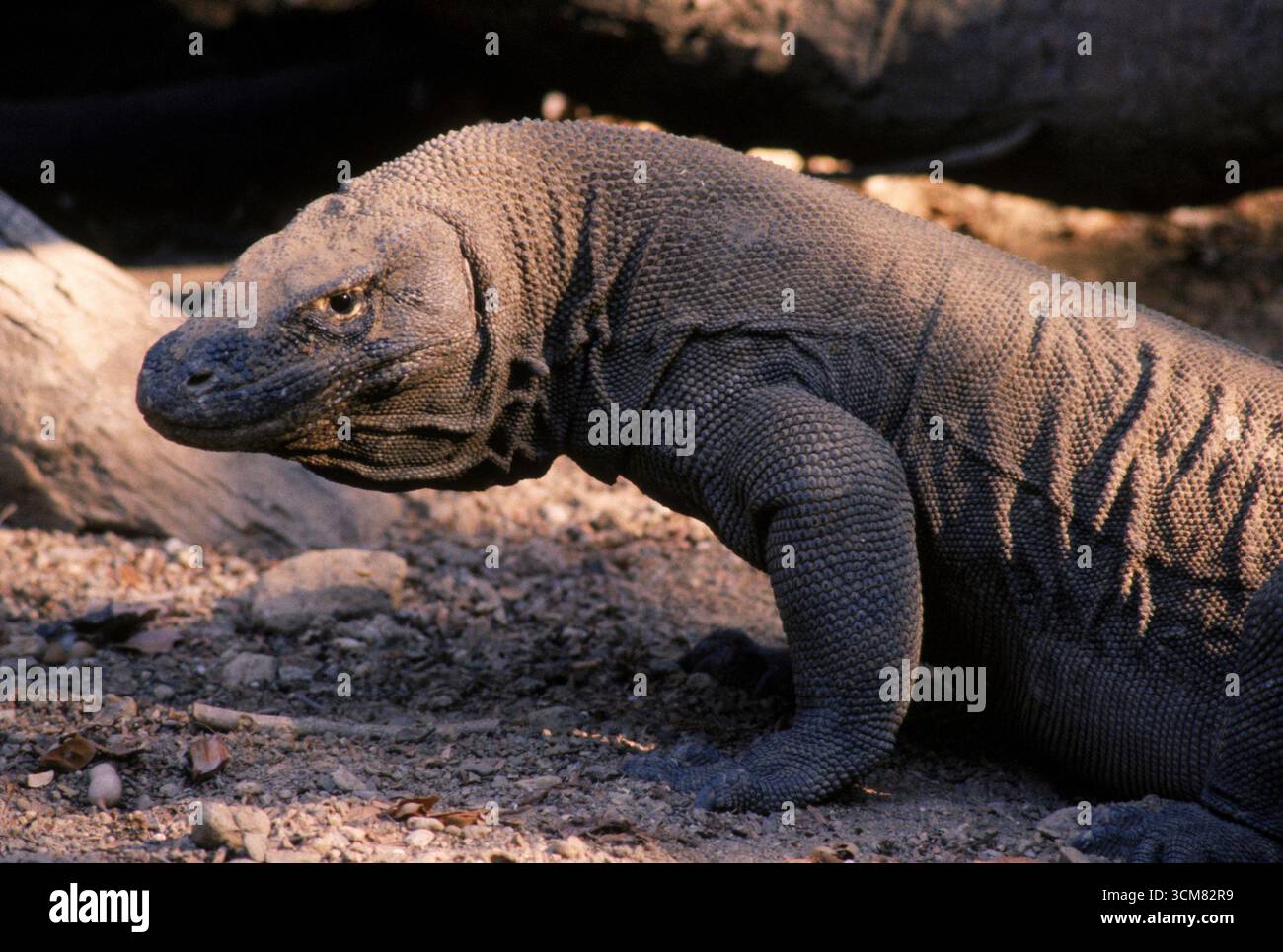 Komodo dragons aggressive hi-res stock photography and images - Alamy