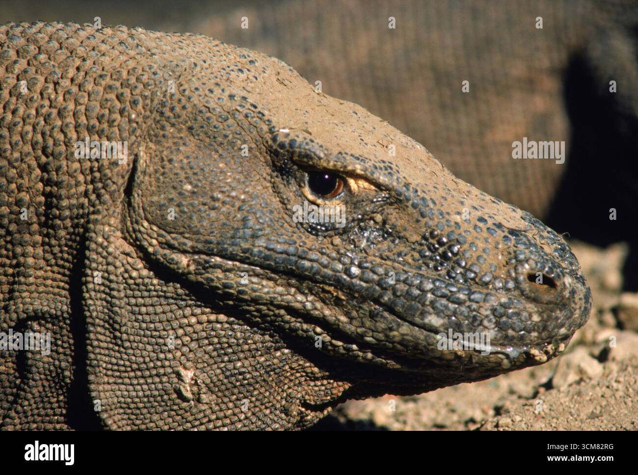 Komodo dragons aggressive hi-res stock photography and images - Alamy