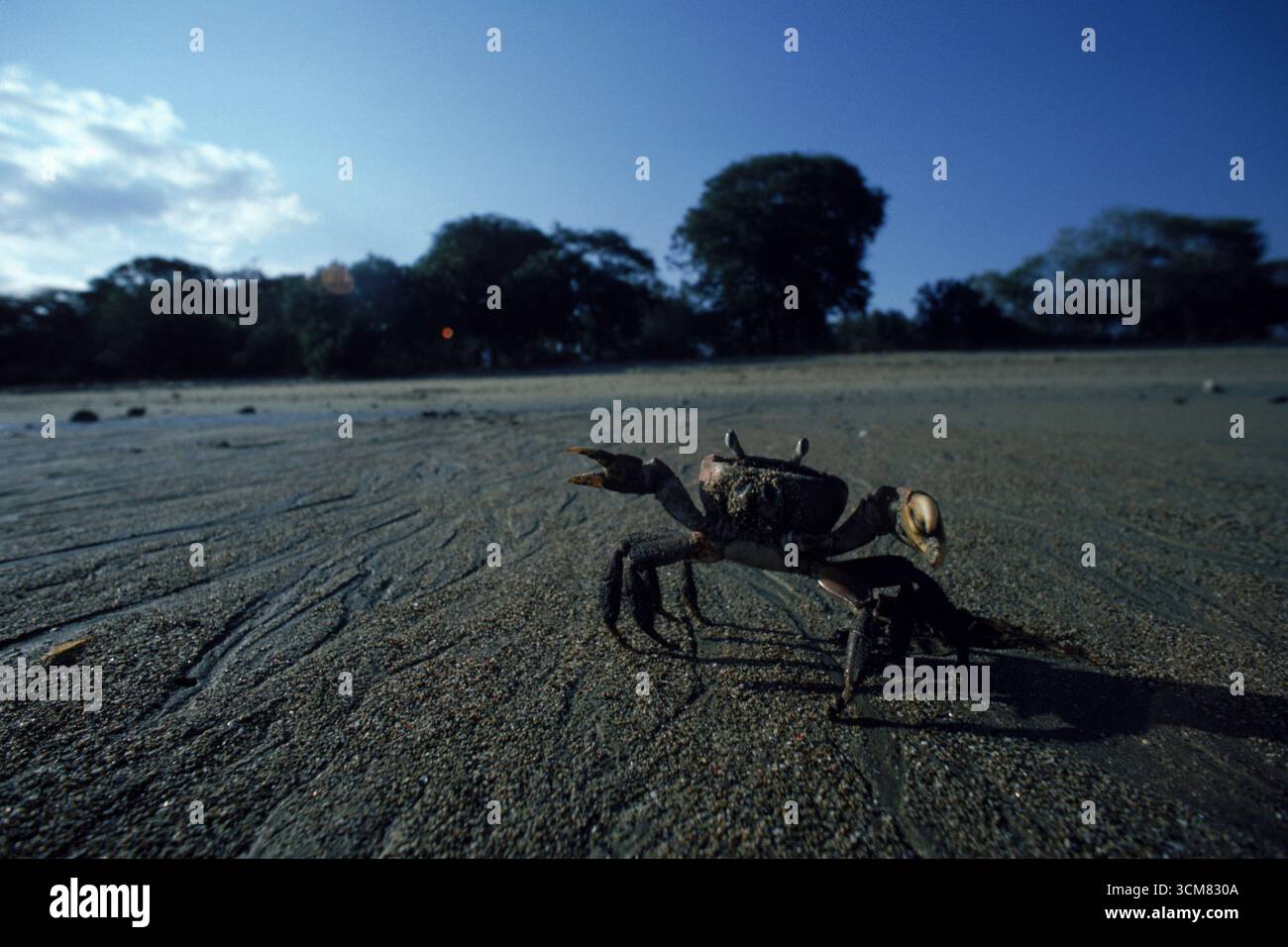 An on-guard crab walking on the beach, Komodo Island, Indonesia Stock ...