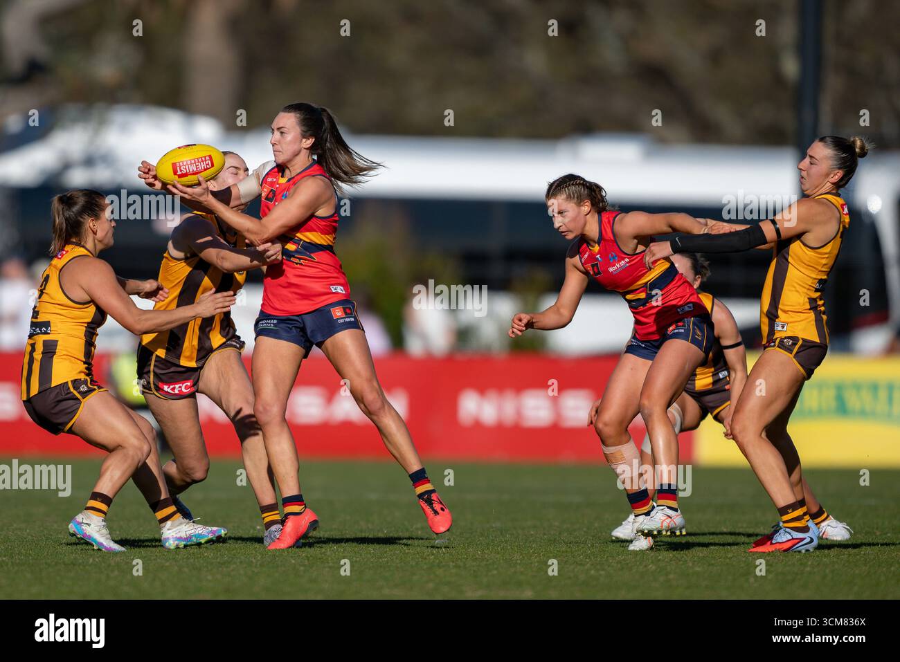 Adelaide crows 2025 hi-res stock photography and images - Alamy