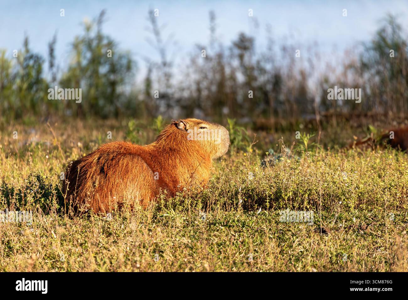 Cute capybara animal rodent hi-res stock photography and images - Alamy