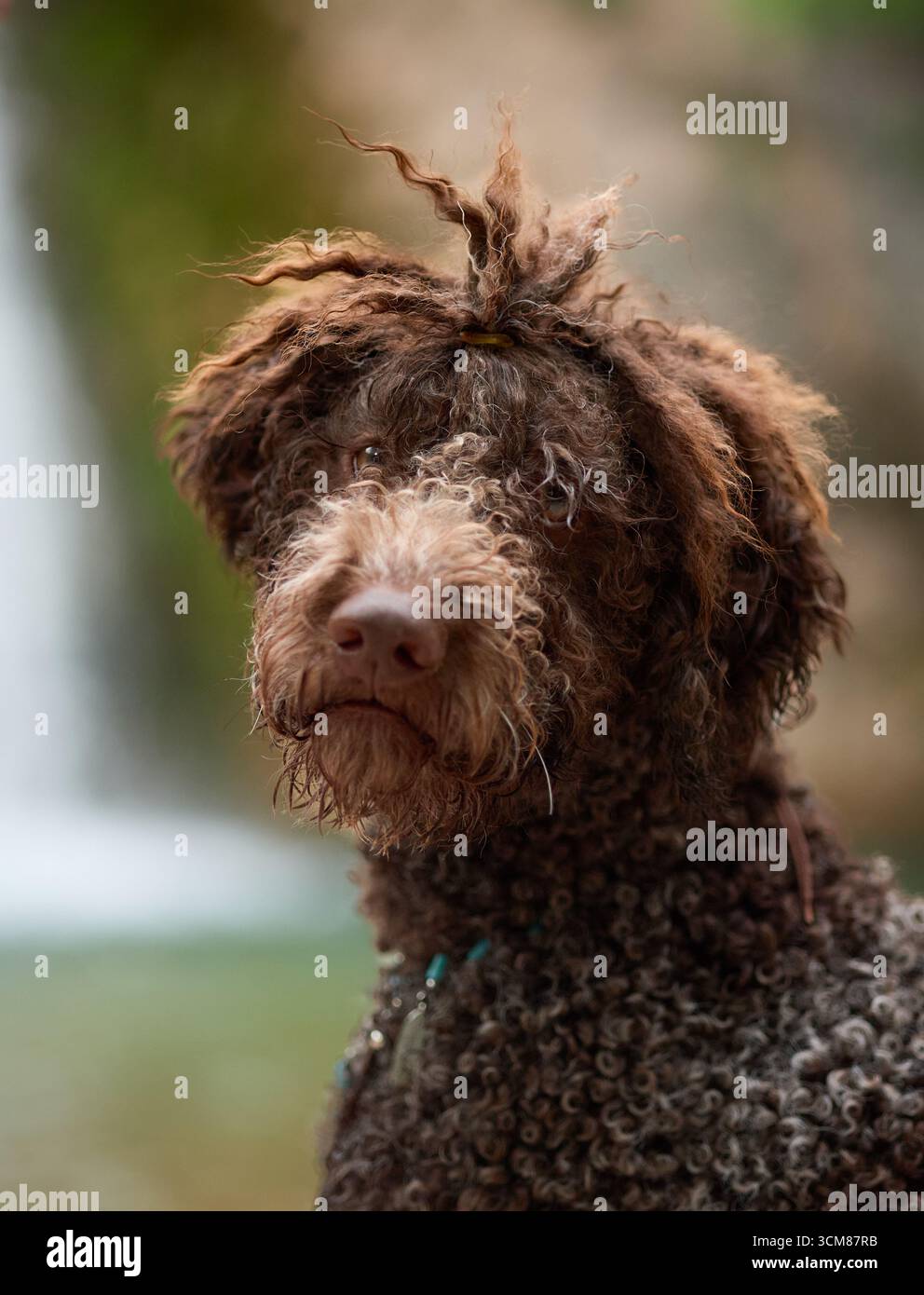 Wet Lagotto Romagnolo dog sits still in front of waterfall. The water ...