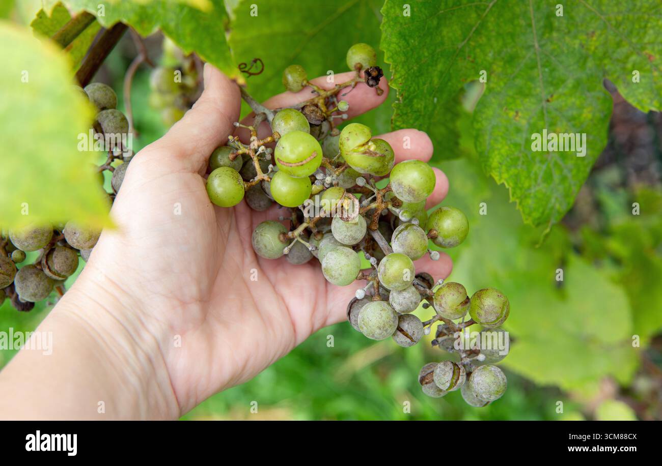 Botrytis cinerea or Oidium tuckeri on grapes. A person's hand shows how ...