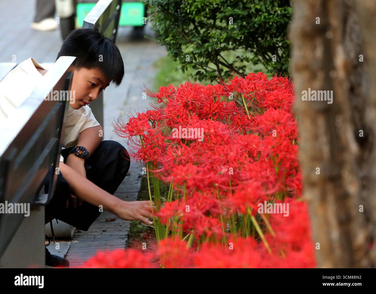 Red spider lily flowers bloom in Xi'an City, northwest China's Shaanxi ...