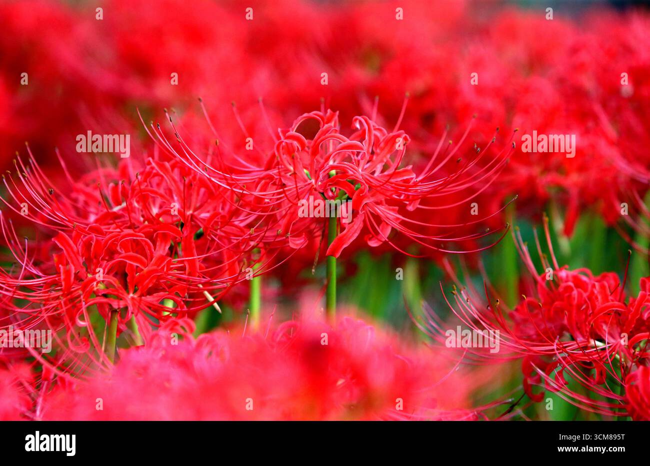 Red spider lily flowers bloom in Xi'an City, northwest China's Shaanxi ...