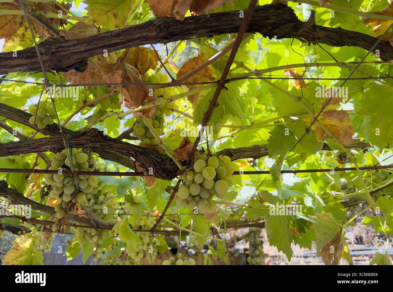 Close-up of green grape clusters growing under vine leaves in a ...