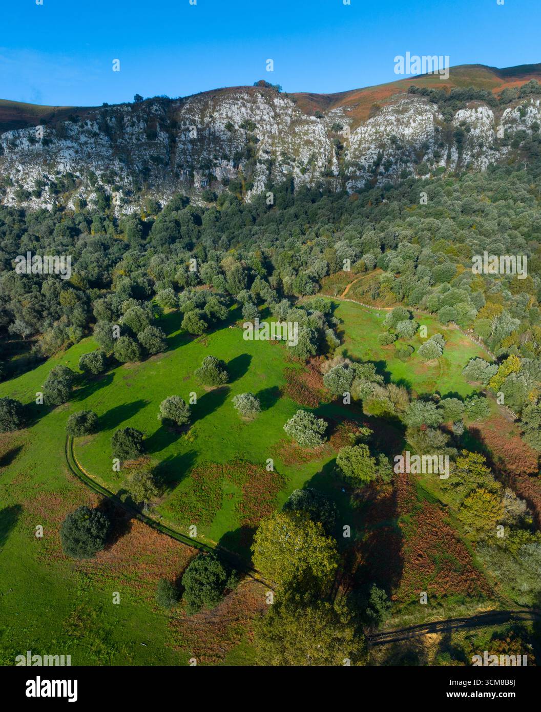 Aerial view from a drone of the Sopeña Holm Oak Forest in the Carranza ...