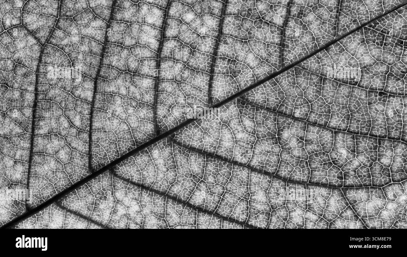 Bright black and white background of translucent leaves close-up with ...