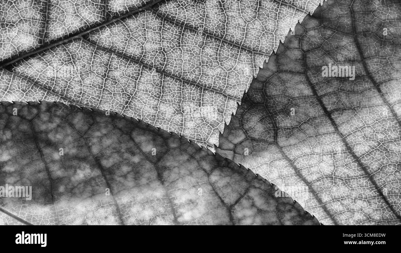 Translucent leaves spring light Black and White Stock Photos & Images ...