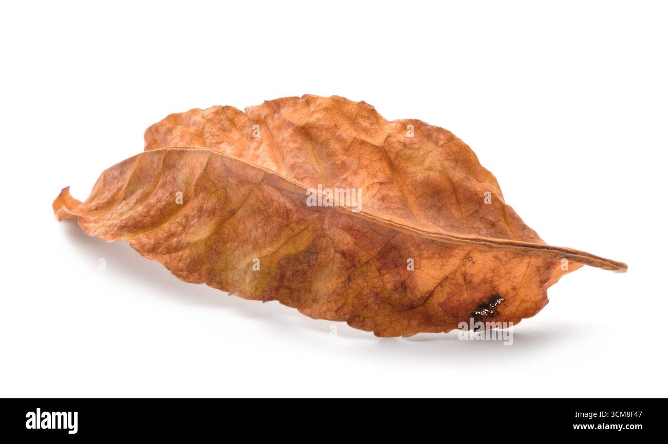 Orange fallen autumn leaf isolated on white background as autumn banner ...