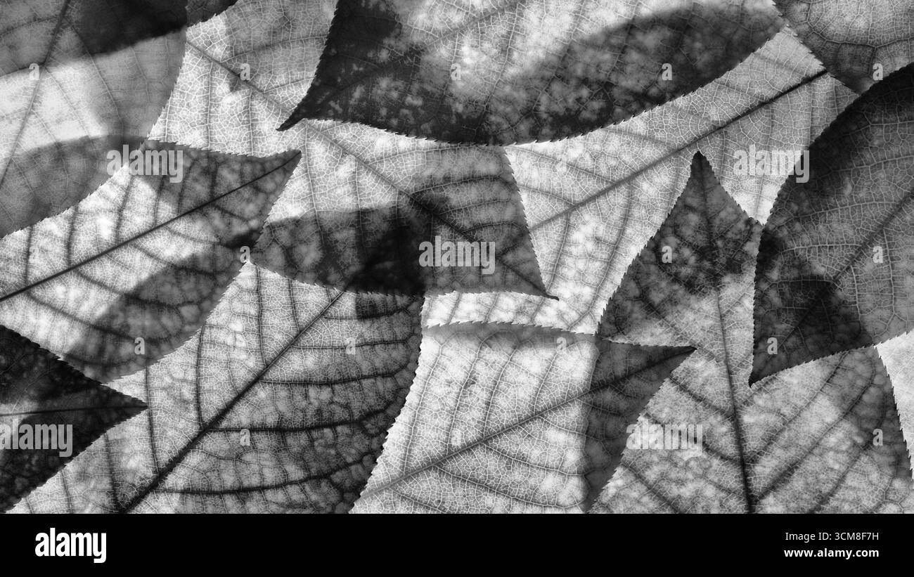 Translucent leaves spring light Black and White Stock Photos & Images ...