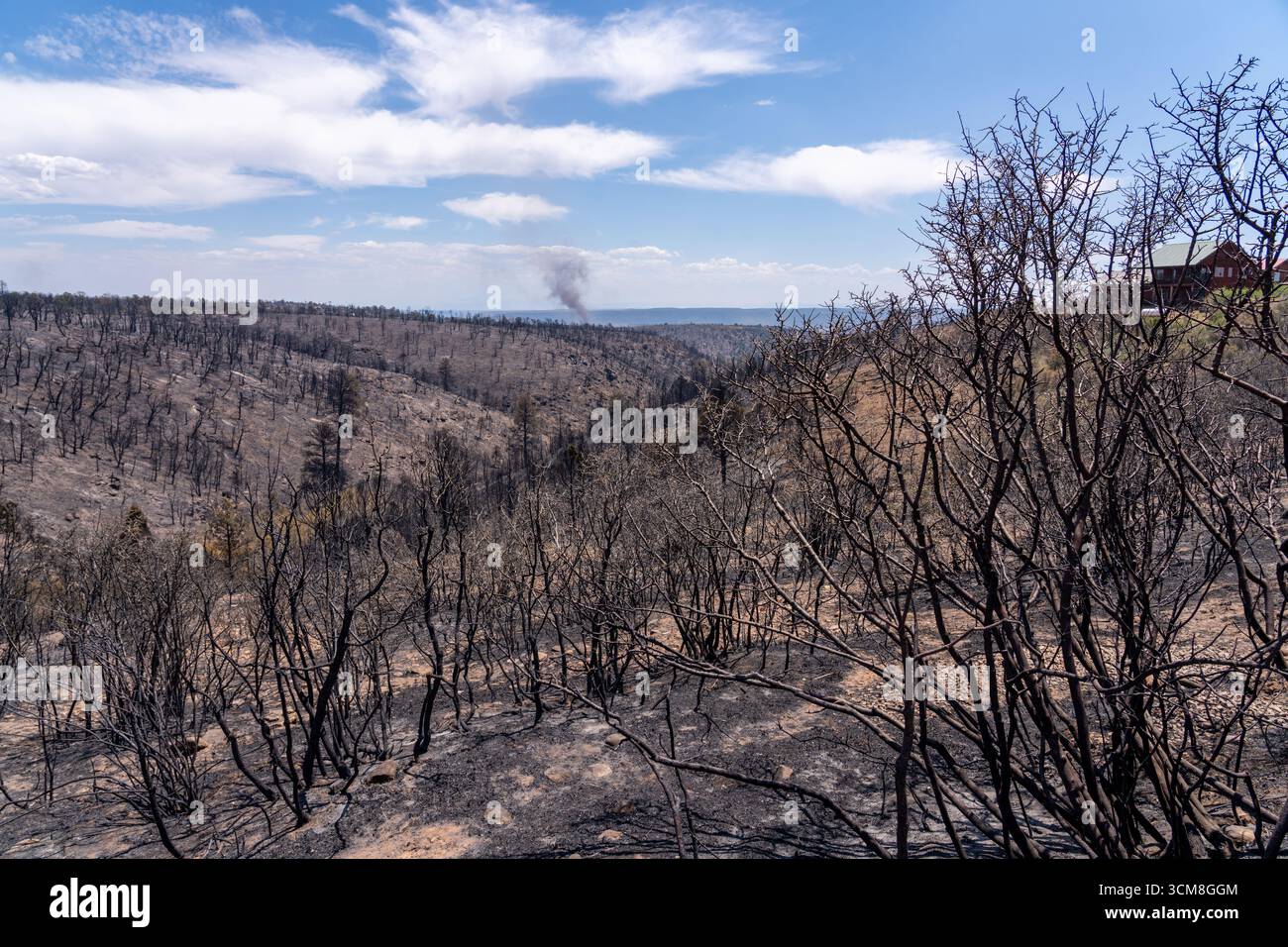 Burned trees & a smoke plume from the Deer Creek Fire, a wildfire in ...