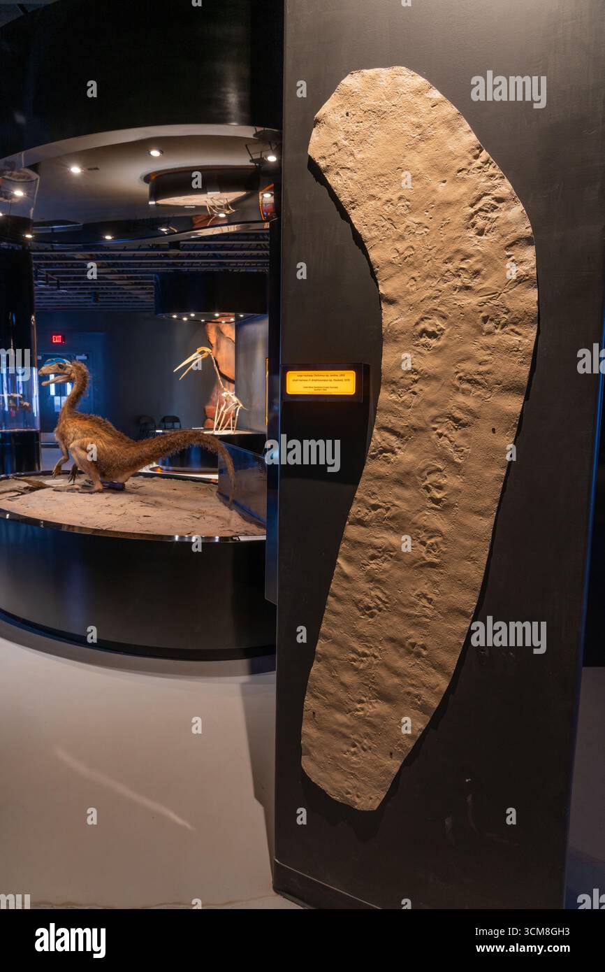 Cast of a trackway of two different dinosaurs in the Tracks Museum ...