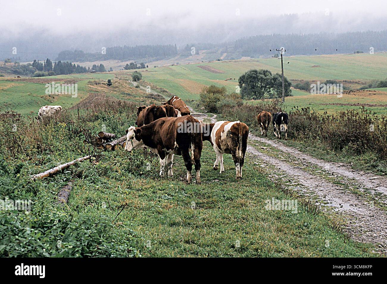 RECORD DATE NOT STATED rular loland/Poland /polish life in rulaar area ...