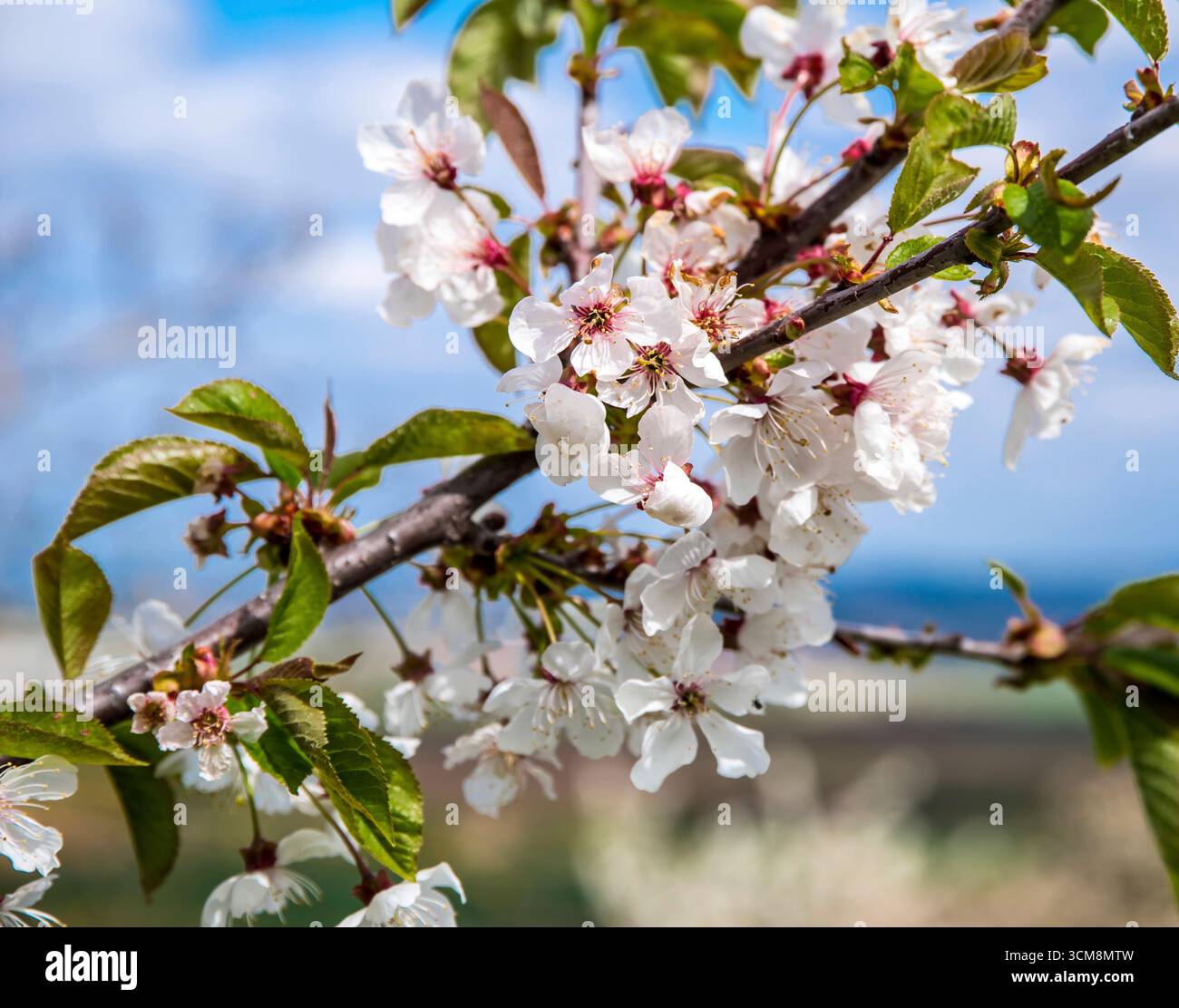 Prunus avius hi-res stock photography and images - Alamy