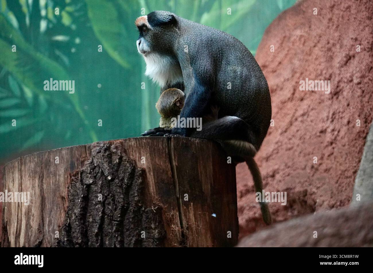 Orange brow monkey hi-res stock photography and images - Alamy