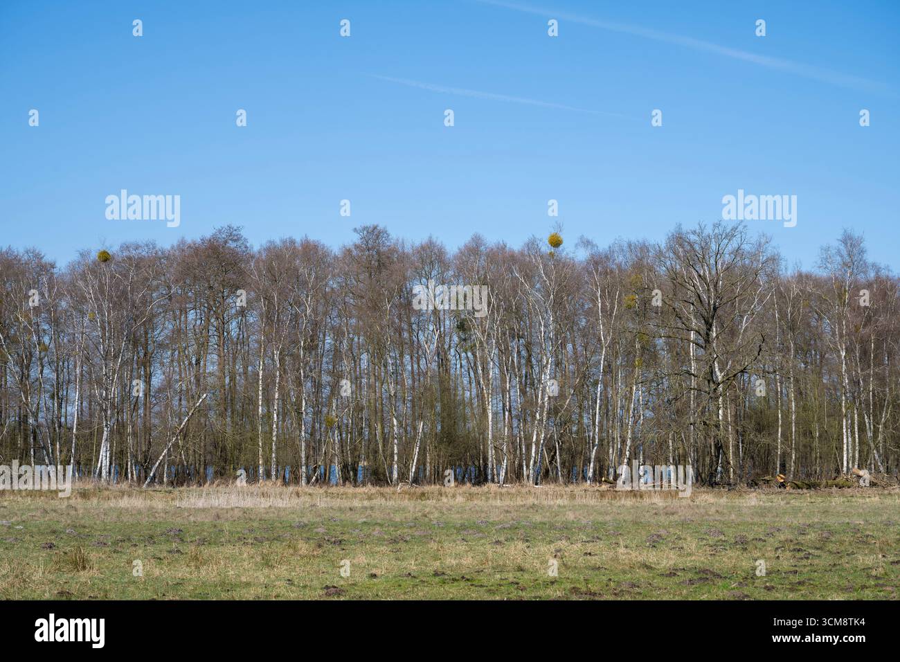 Deciduous forest with birches at the edge of warnker lake hi-res stock ...