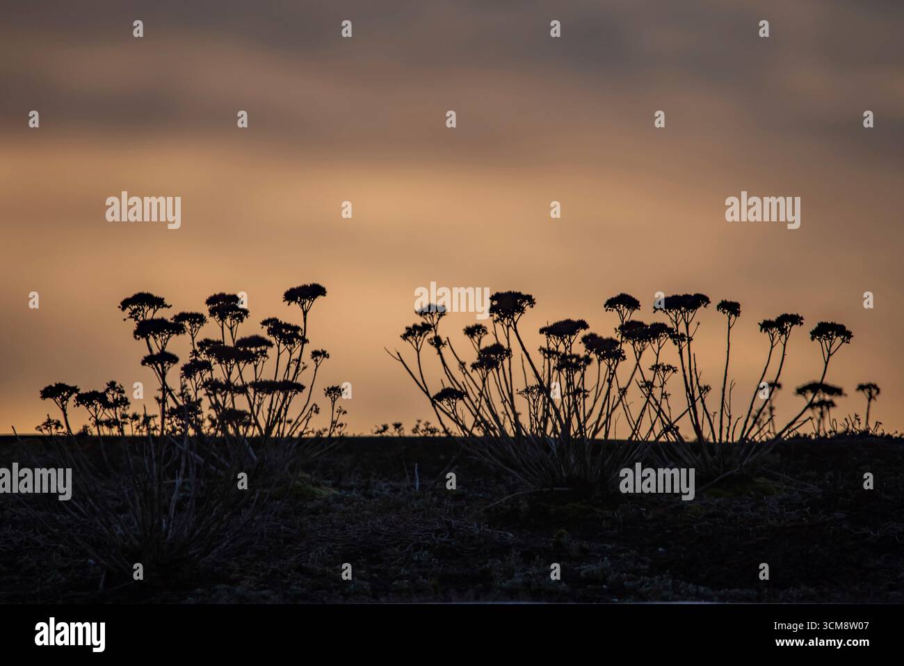 Lichens in evening light hi-res stock photography and images - Alamy