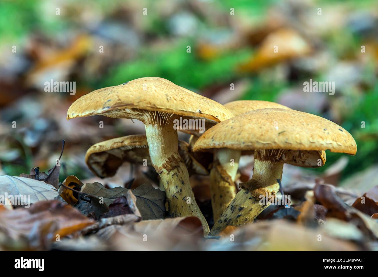 Milkcap hi-res stock photography and images - Alamy