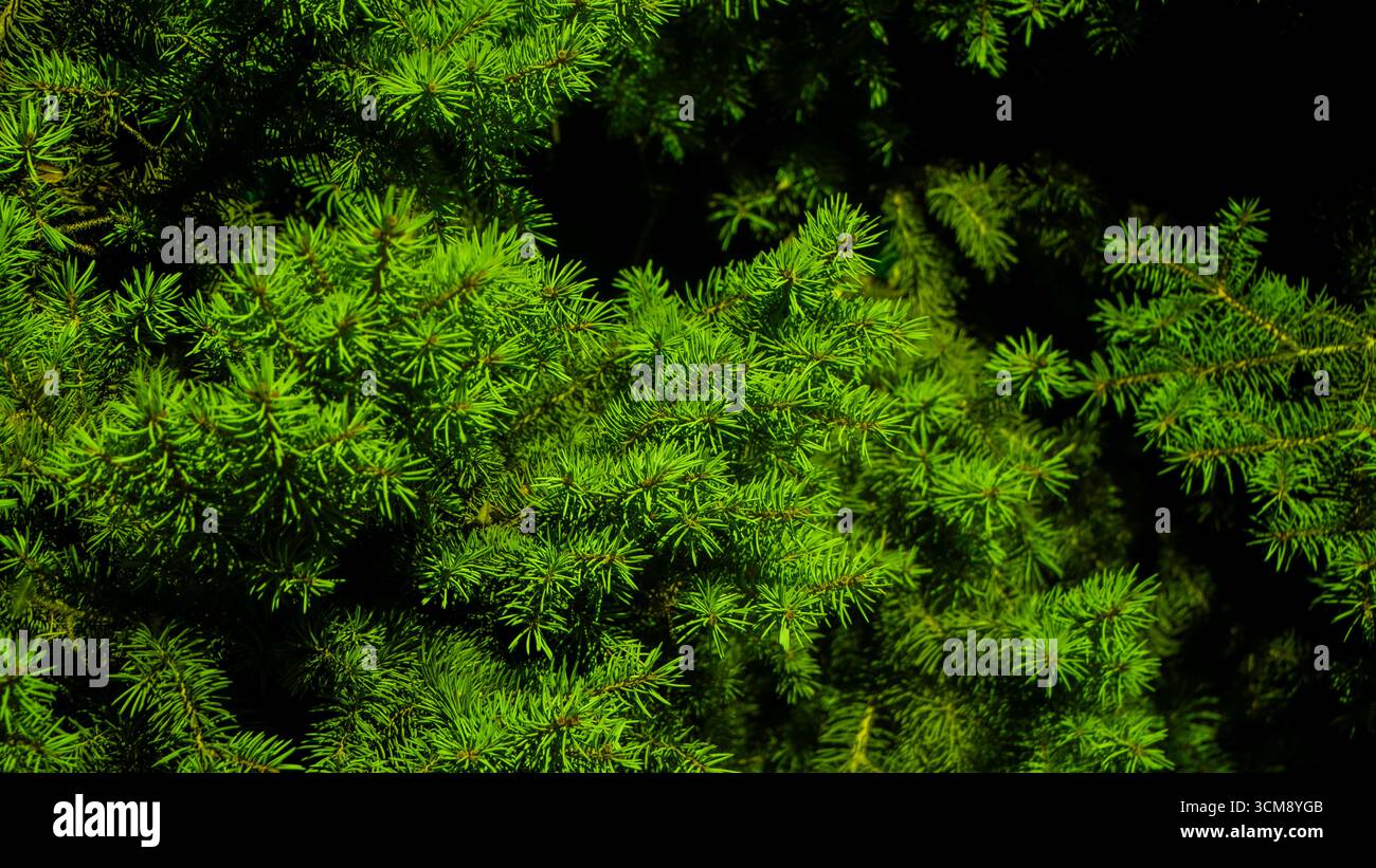 Green nature background rich leaves hi-res stock photography and images ...