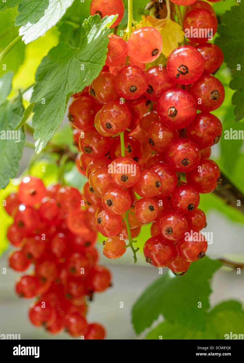 Red currants ripen on a bush in the garden hi-res stock photography and ...