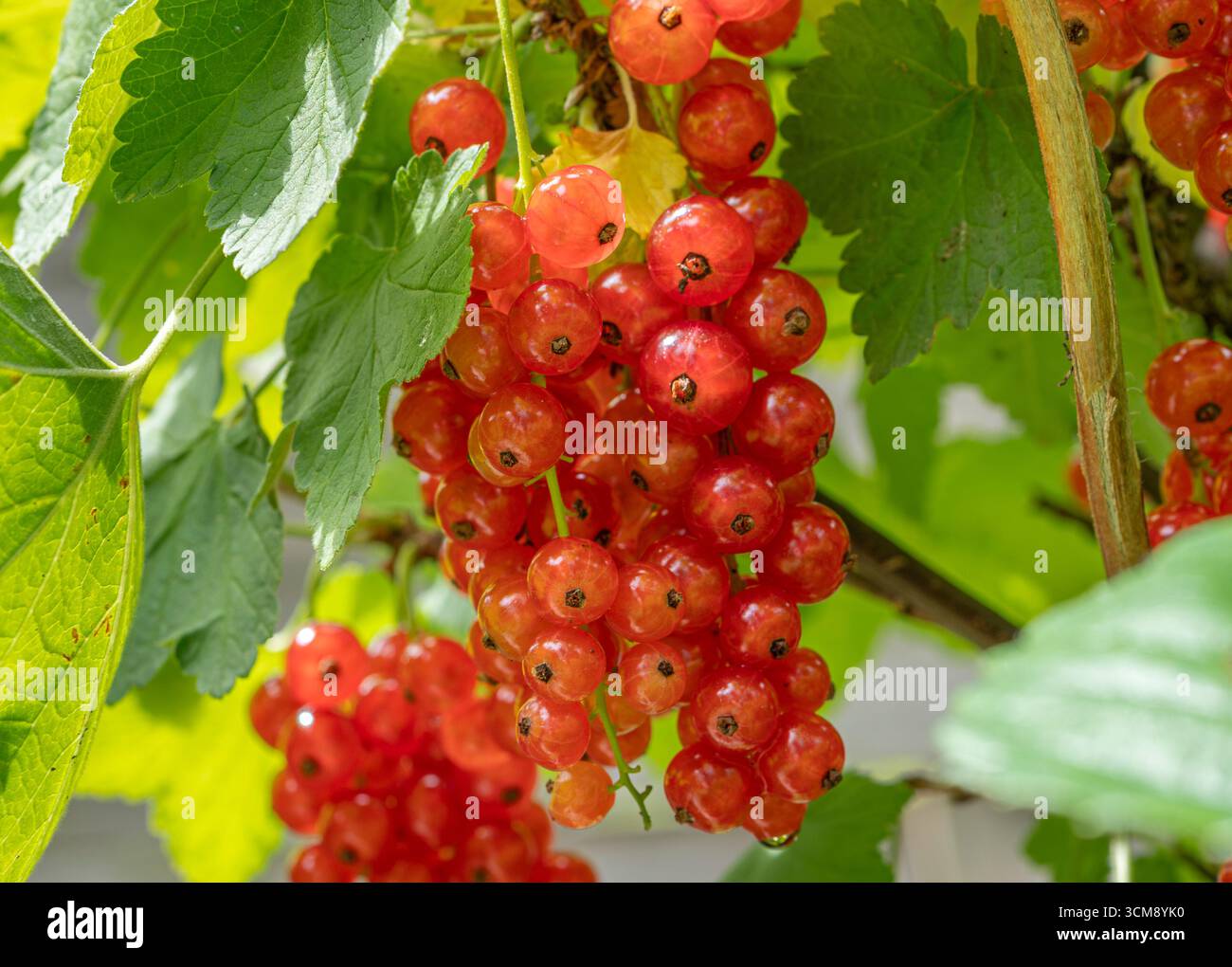 Red currants ripen on a bush in the garden hi-res stock photography and ...