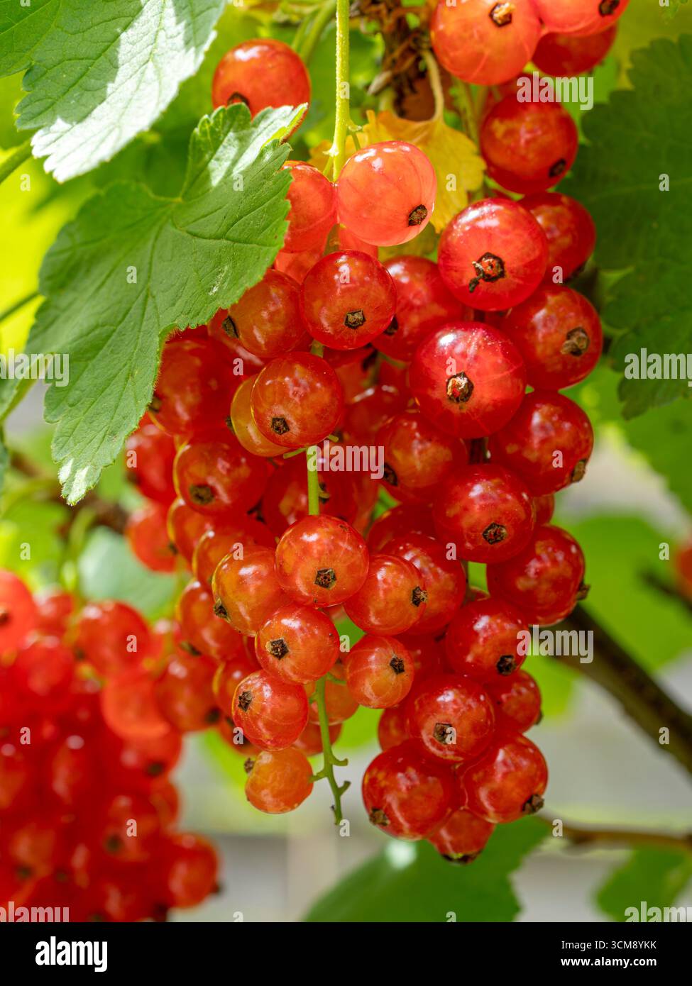 Berries in garden bush hi-res stock photography and images - Alamy