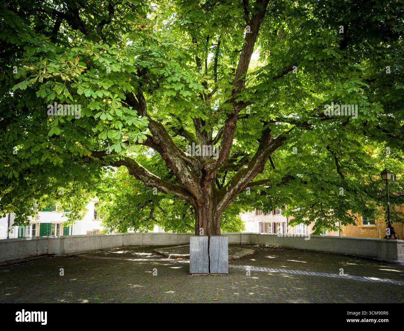 Mighty deciduous tree in the old town of Bienne, Canton of Bern ...
