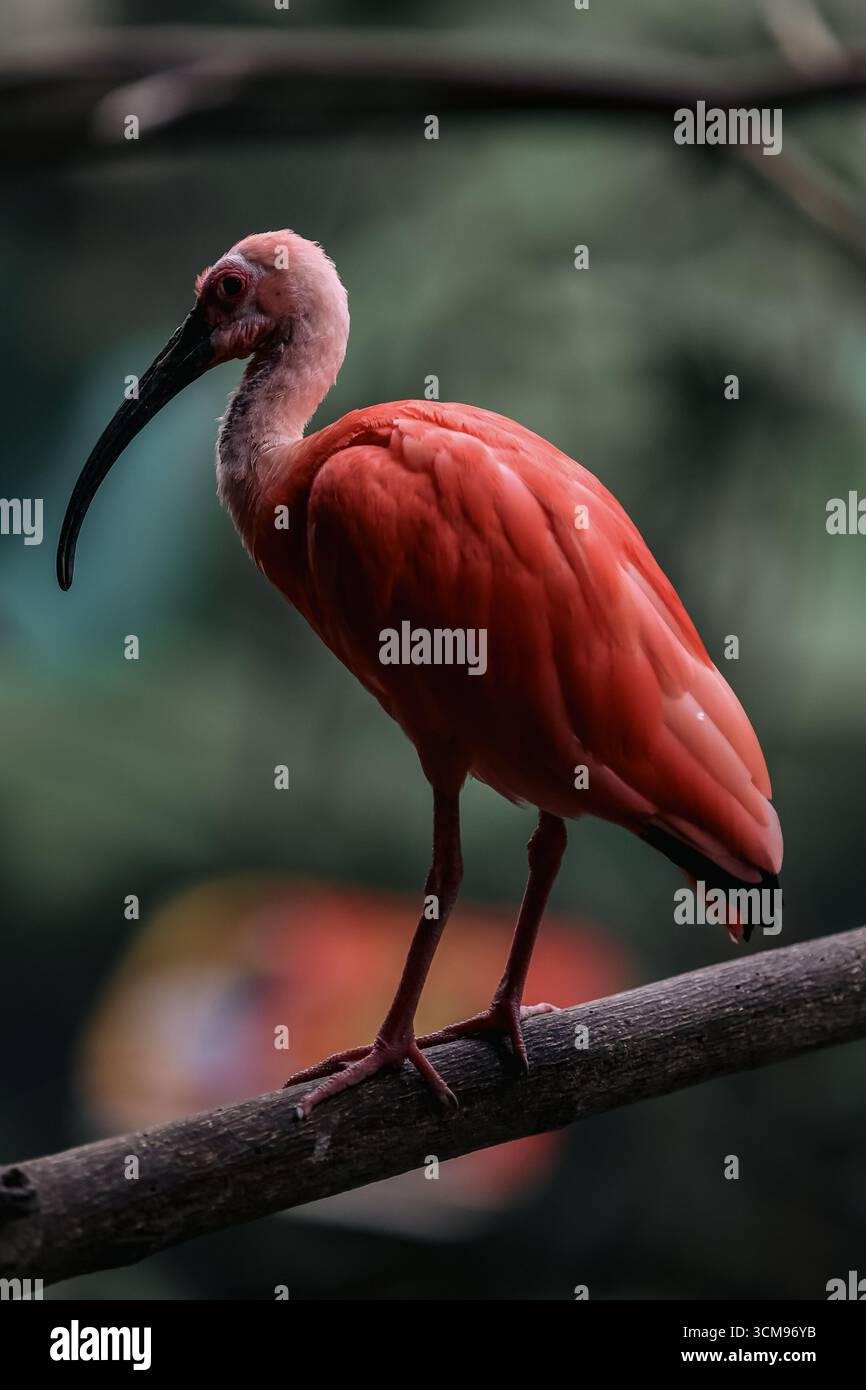 Scarlet ibis standing posture hi-res stock photography and images - Alamy