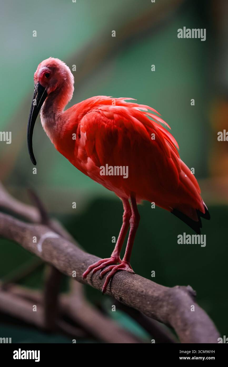 Scarlet ibis standing posture hi-res stock photography and images - Alamy