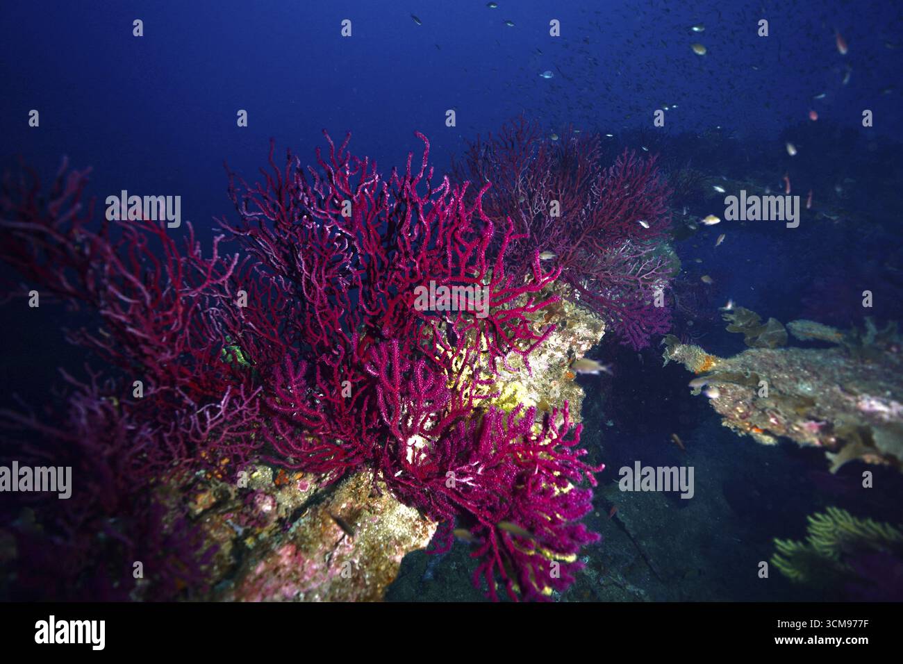 Animated underwater world with purple-coloured corals on a shipwreck ...