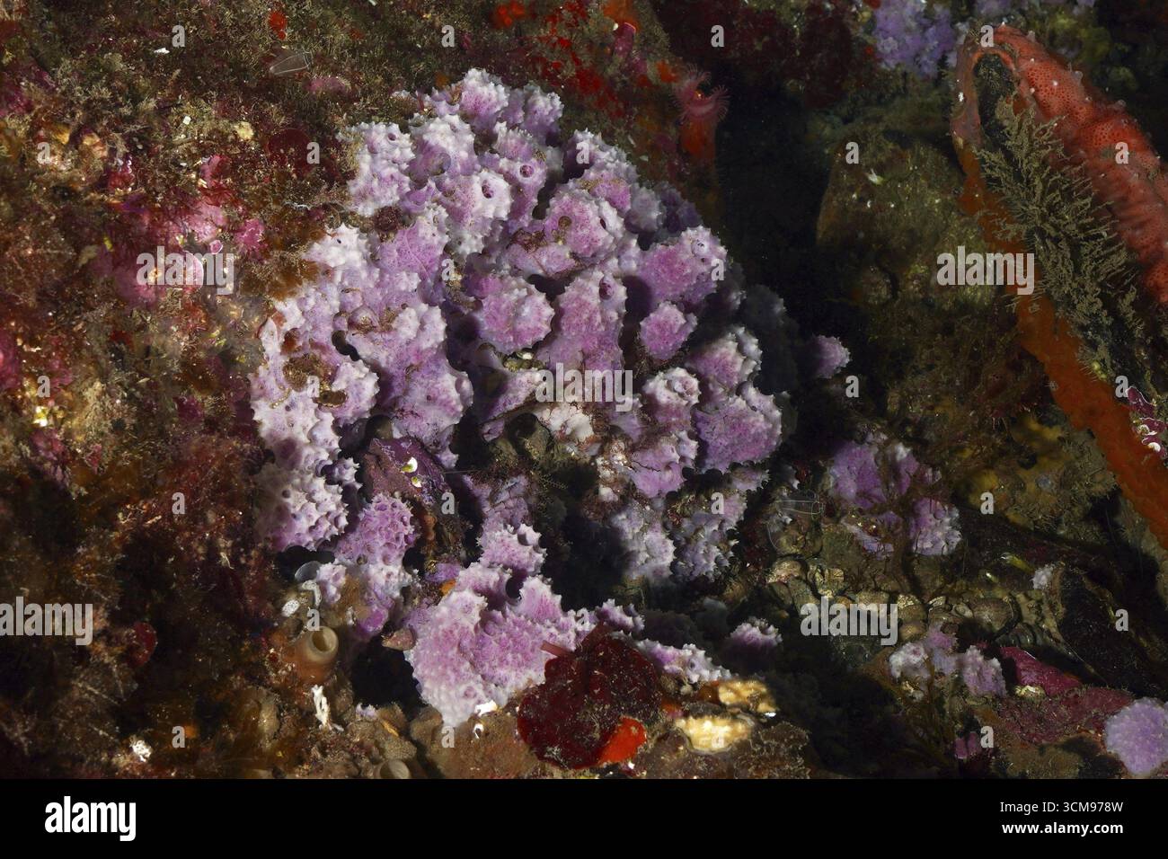 Purple coarse sponge (Dysidea avara) in a colourful underwater ...