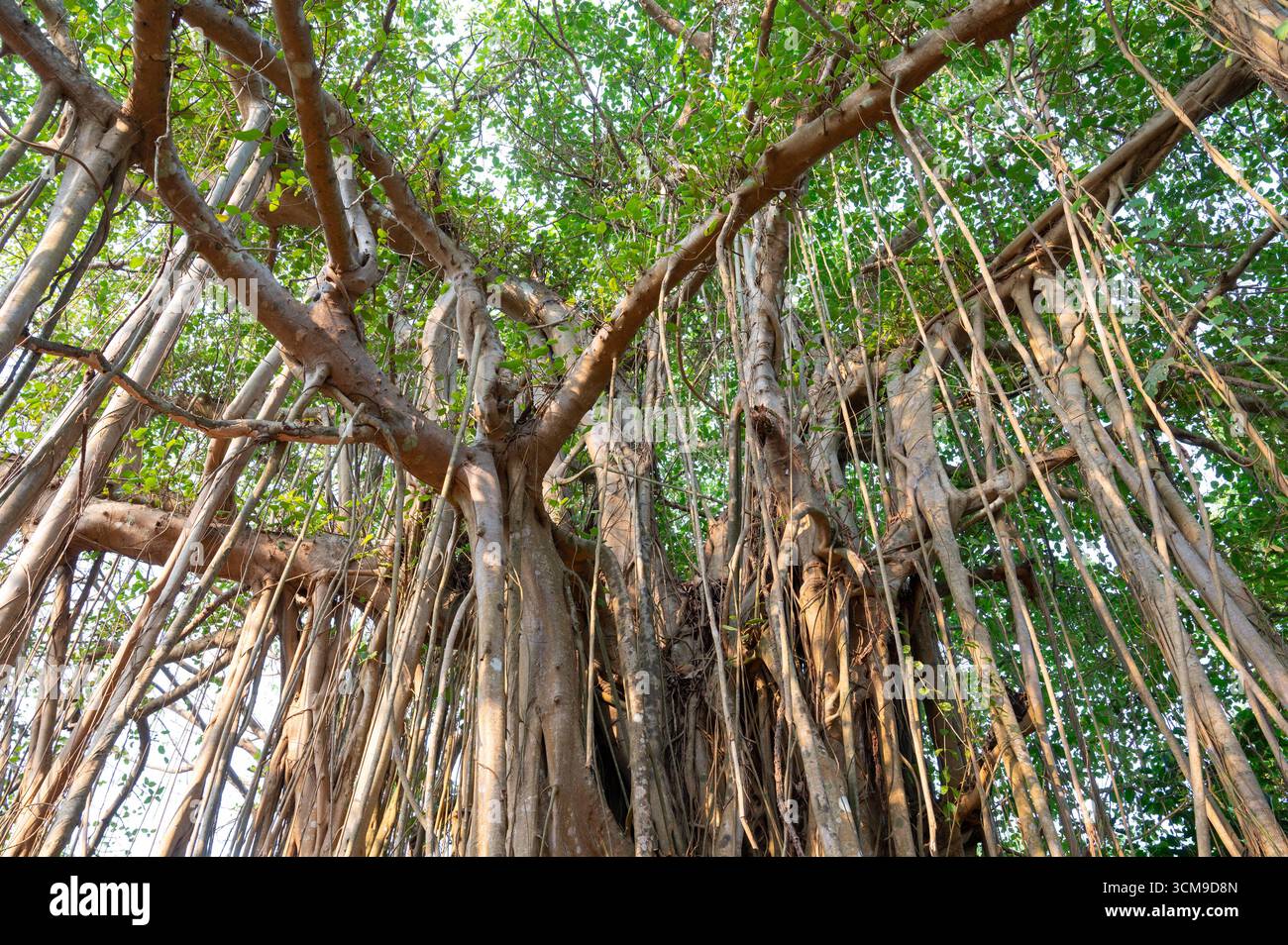 Ficus Benghalensis, Banyan Fig, Mangroves In India, Tropical Evergreen ...
