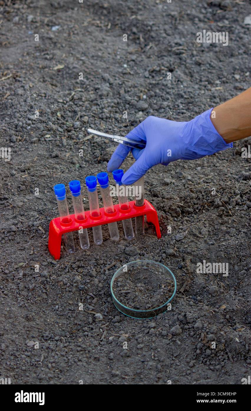 A scientist takes soil into a test tube for analysis. Selective focus ...