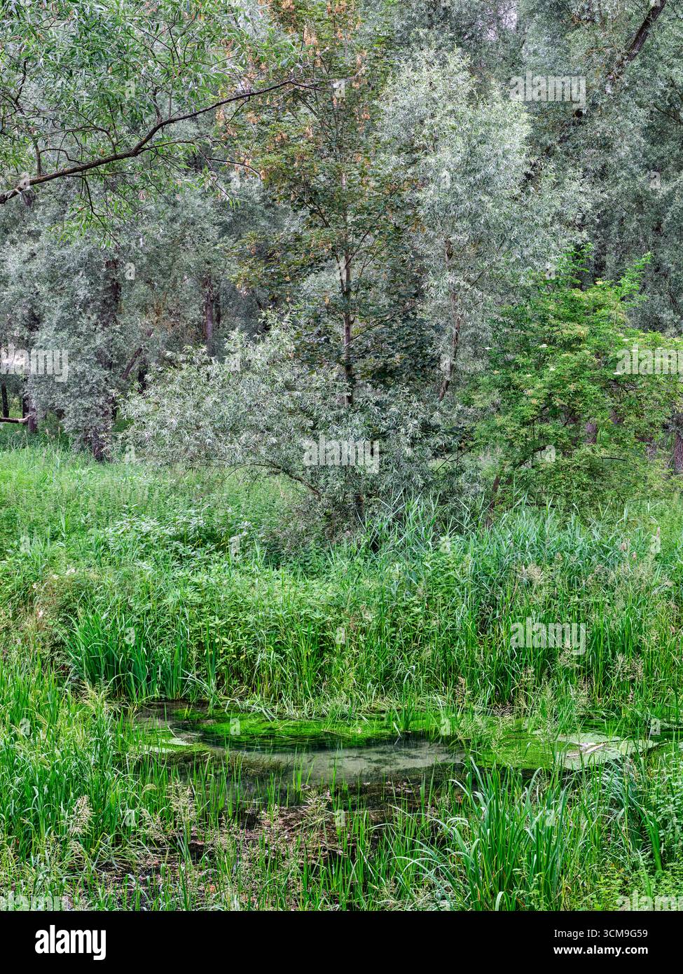 In the Danube forest in the Swabian Donauried Stock Photo - Alamy