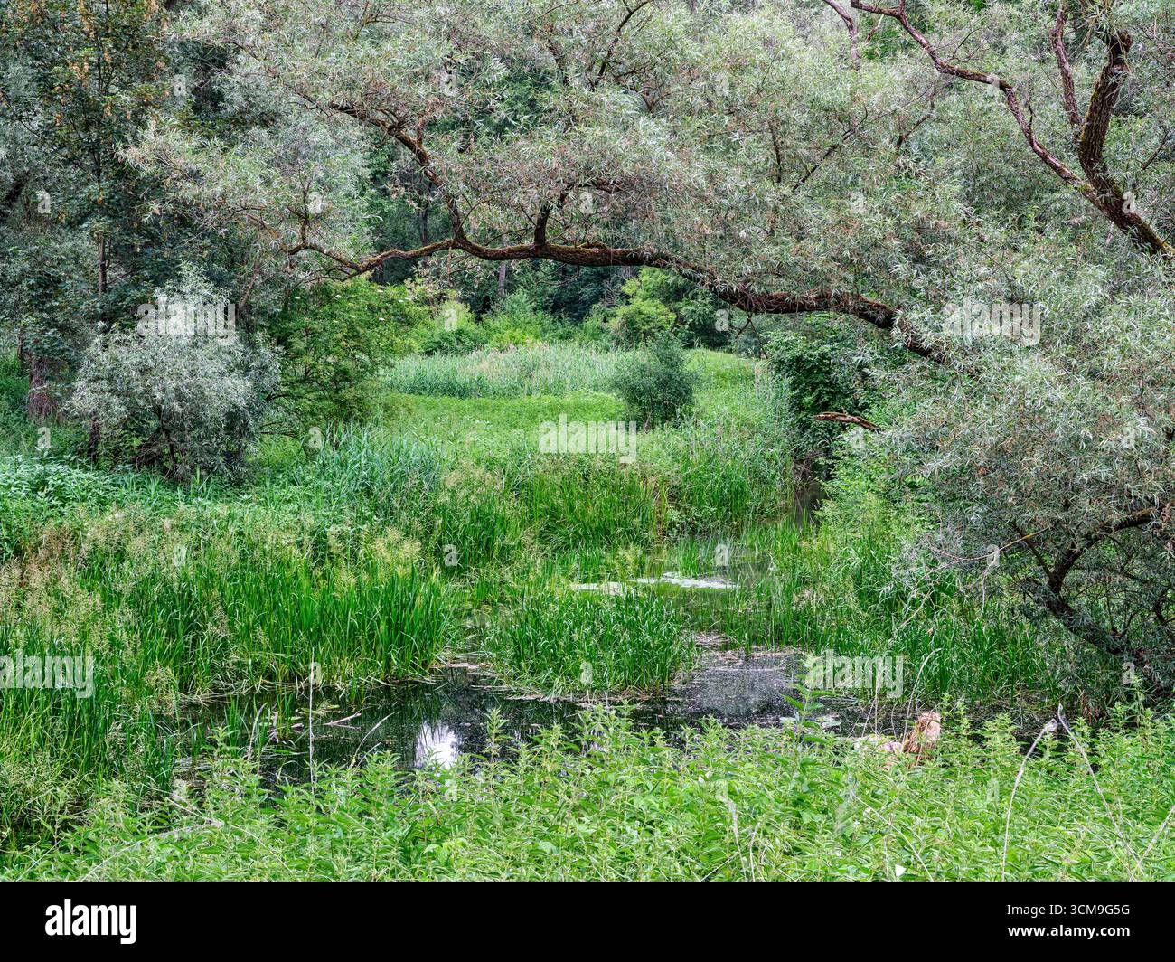 In the Danube forest in the Swabian Donauried Stock Photo - Alamy