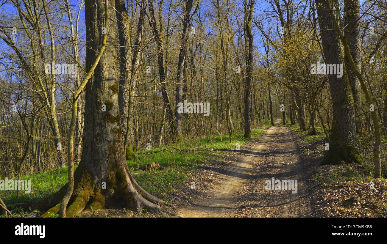 Path through a beech forest with the first green shoots of spring. At ...