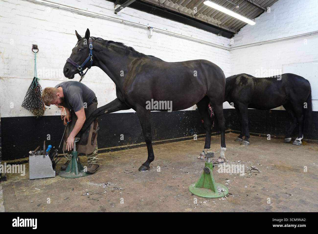 A British Army Farrier shoes a horse for a first ride-out ahead of ...