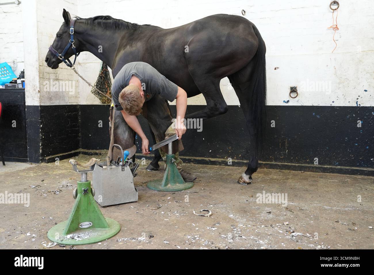 A British Army Farrier shoes a horse for a first ride-out ahead of ...