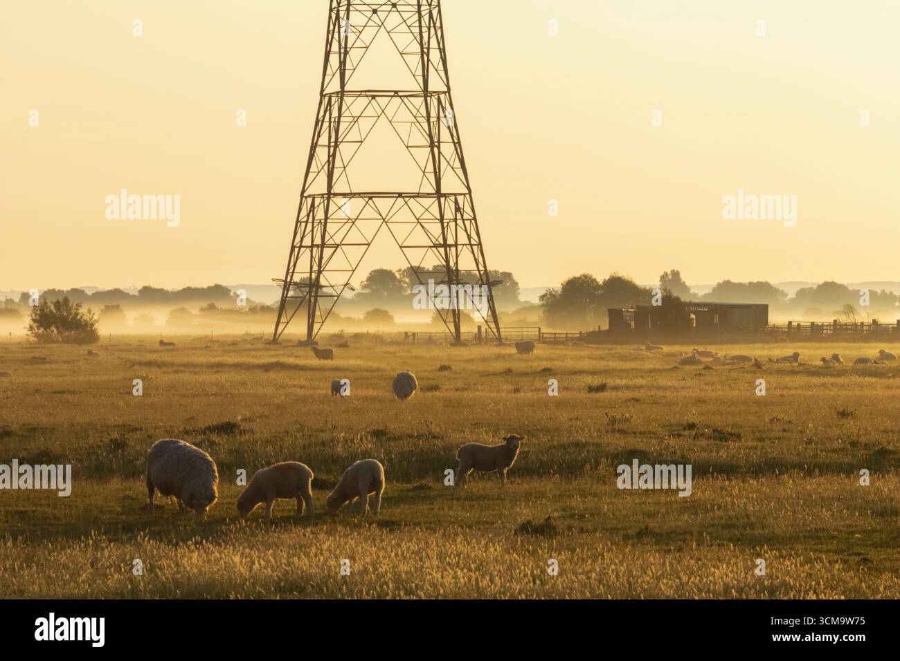 England, Kent, Romney Marsh, Dawn with Electricity Pylon and Sheep in ...
