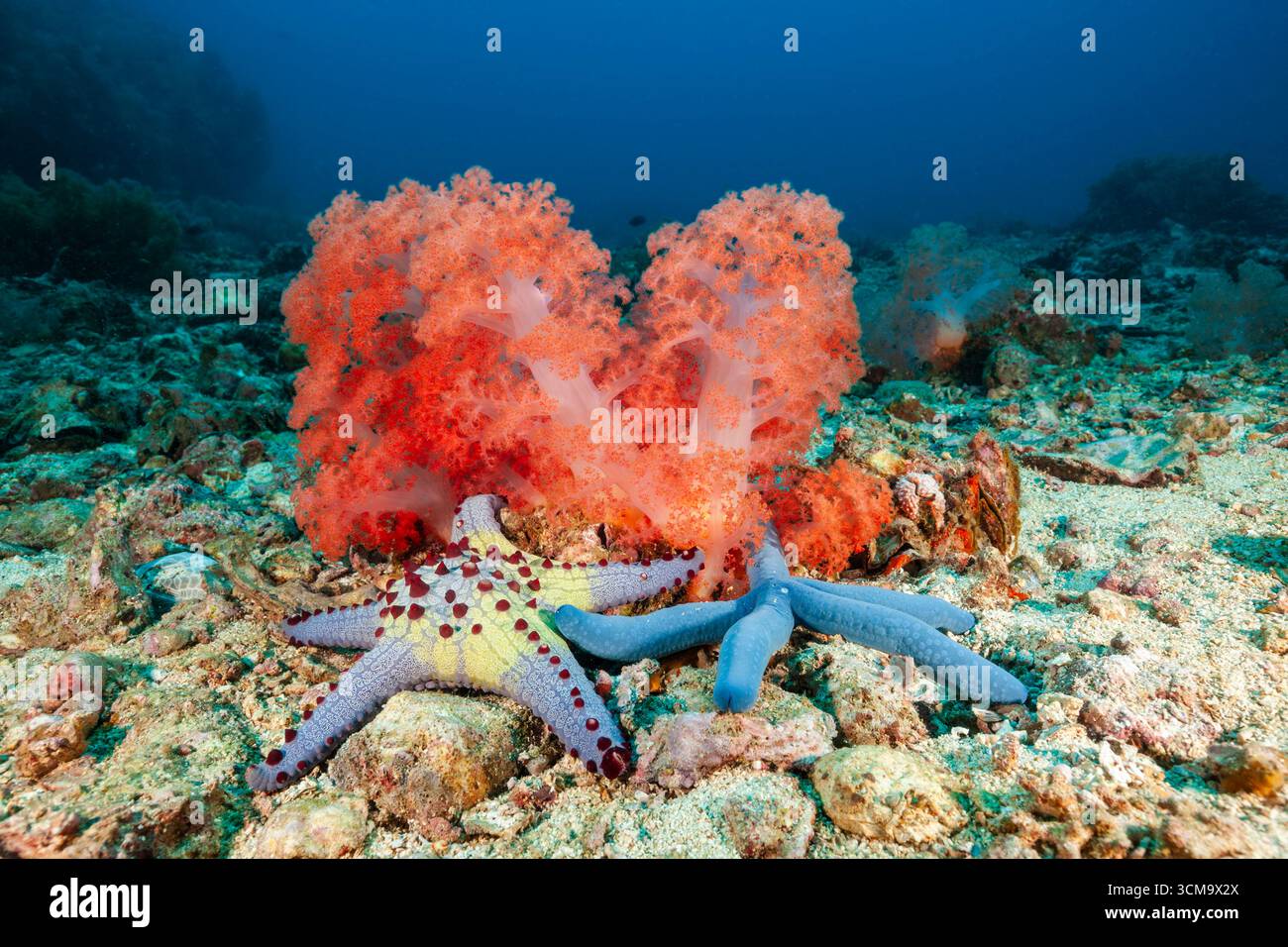 Blue Starfish, Soft coral, Linckia laevigata, Malalpascua Island, Cebu ...