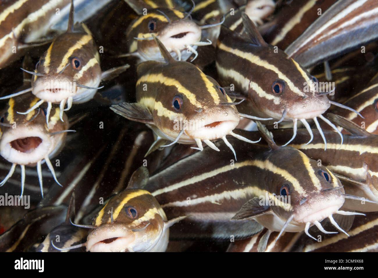 Shoal of Striped Eel Catfish, Plotosus lineatus, Malalpascua Island ...