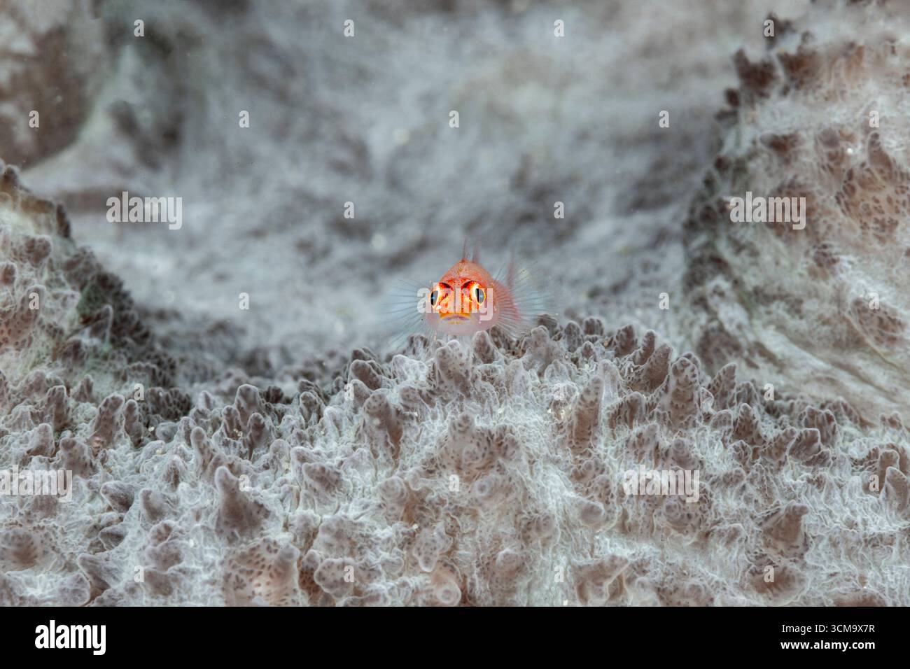 Whip-Gobi on sponge, Bryaninops loki, Mabini, Luzon, Philippine Sea ...