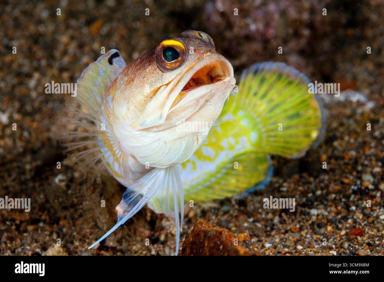 Black Cap Jawfish, Opistognathus randalli, Mabini, Luzon, Philippine ...