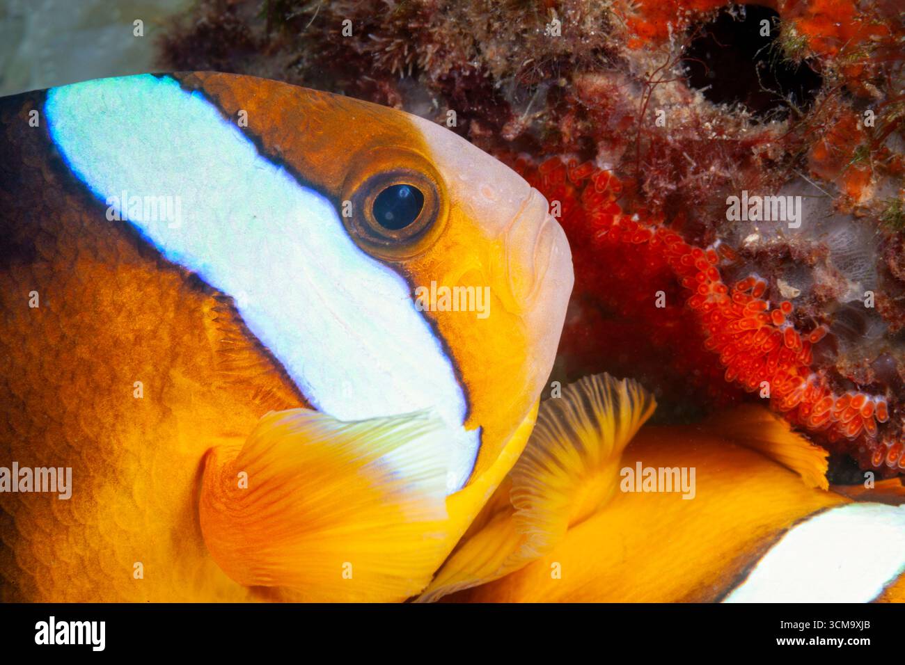 Egg-laying Clarks Anemonefish, Amphiprion clarkii, Mabini, Luzon ...