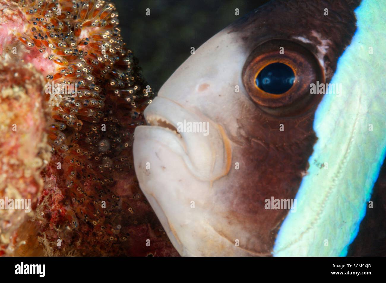 Egg-laying Clarks Anemonefish, Amphiprion clarkii, Mabini, Luzon ...